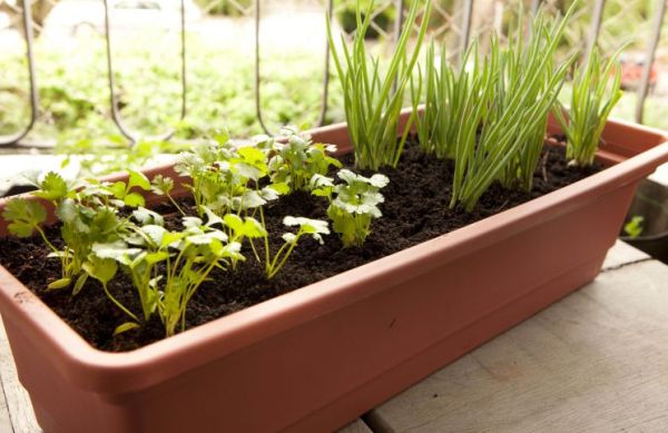 Como Fazer uma Horta Orgânica em um Vaso